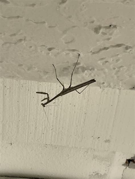 Is This A Stickbug R Bugidentification