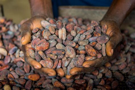 High Quality Organic Raw Cocoa Beans With Oem Services 24 Months Shelf Life Pure Cocoa Ariba
