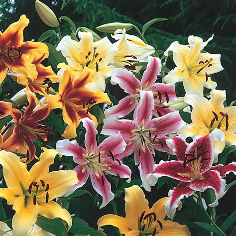 Gardens Alive 6 Pack Mixed Multi Colored Lily Tree Bulbs At