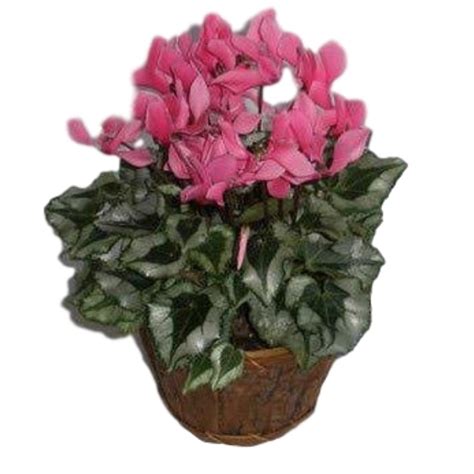 פרחי אביה ירושלים משלוחי פרחים בארץ ובעולם