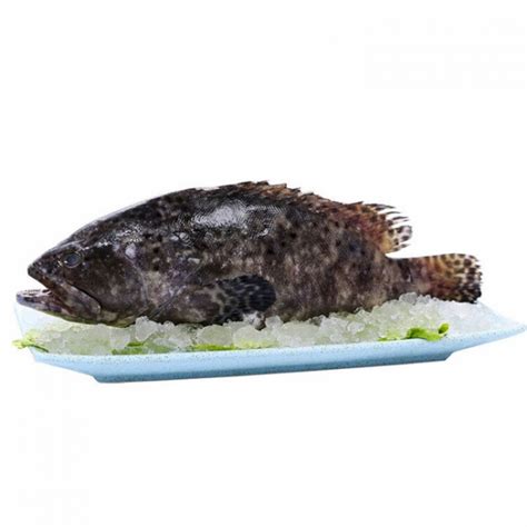 Frozen Gutted Grouper 800 900g Brandco Direct Inc