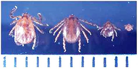 야생 진드기 물린 70대 여성 사망브레이크뉴스 전북판