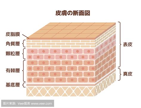 日本皮肤过敏药 皮肤过敏治疗小妙招 随意云