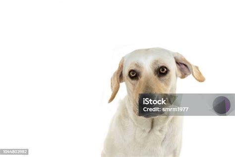 노란 눈 및 펄럭이는 귀와 슬픈 나 무서운 개가 얼굴 닫습니다 흰색 배경에 고립 래브라도리트리버에 대한 스톡 사진 및 기타