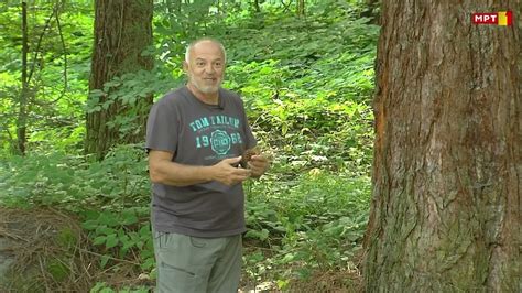 Чудесна Македонија Секвоја во Македонија со проф др Јане Ацевски Youtube