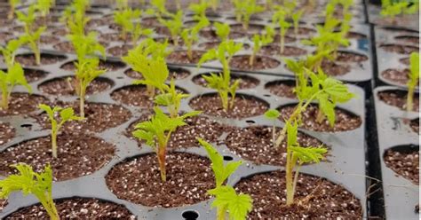 Biological Control Benefitting Raspberry Plant Propagation