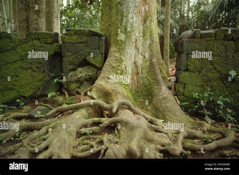 The Roots Of A Large Old Tree Are Creeping And Damaging The Pathways And Mossy Stone Walls