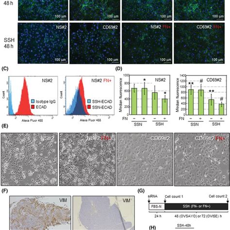 Cd69fibronectin Fn Interaction Causes Epithelialmesenchymal Download Scientific Diagram