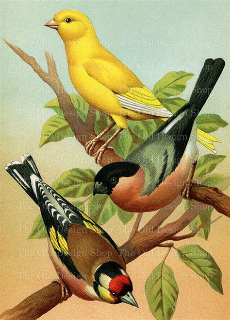 Vintage Bird Art Prints At Hunter Godoy Blog