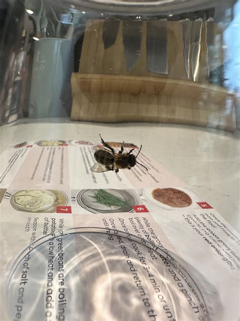 What Type Of Bee Is This Rbees What Type Of Bee Is This Rbees