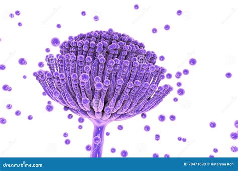 Black Mold Fungi Aspergillus Stock Illustration Illustration Of