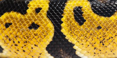 Detail Macro Of A Pastel Ball Python Scales Python Regius Isol Stock