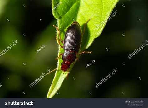 풀벌레 476932개가 넘는 로열티 프리 라이선스 대상 스톡 사진 Shutterstock