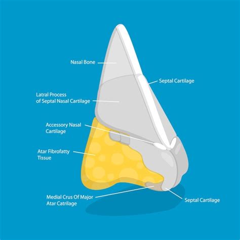 D 이소메트릭 플래트 터 일러스트레이션 Nasal Anatomy Outline Diagram 프리미엄 벡터