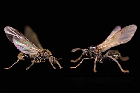 Queen Ant Makes Males Of Another Species For Daughters To Mate With
