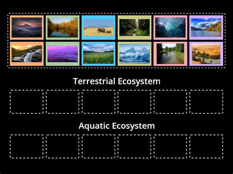 Level 3 Terrestrial And Aquatic Ecosystem Groups Ordenar Por Grupo