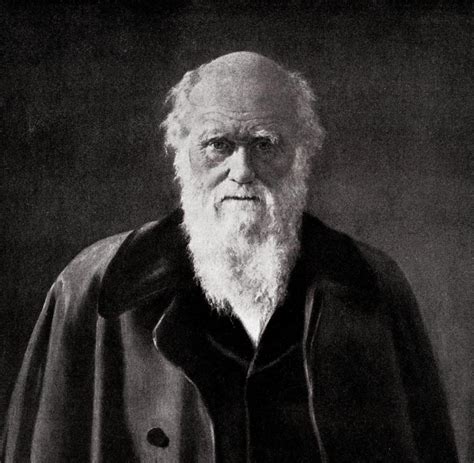 Schönberger Blätter Charles Darwin Cbtyk