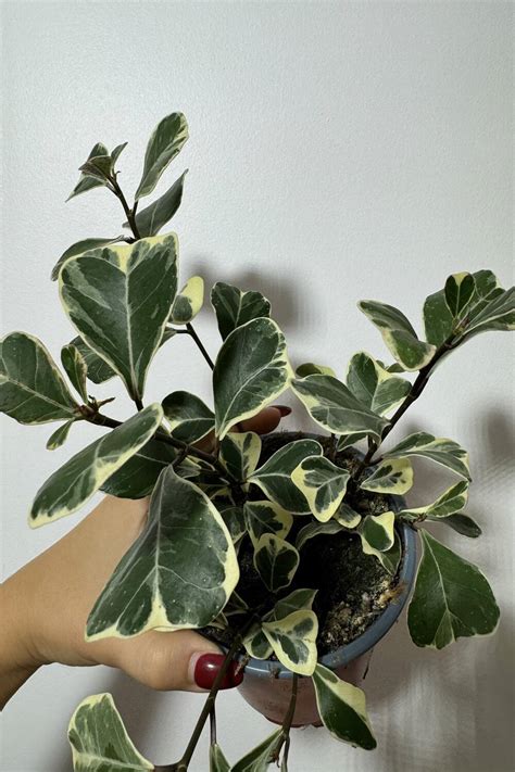 Ficus Triangularis Variegated Augi Plantslv