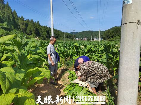 岑巩县气象局开展专题气象服务 为烤烟采摘烘烤期保驾护航 烟叶 天气 种植