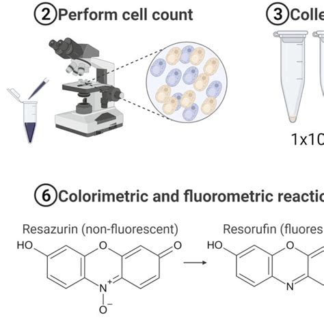 Experimental Workflow For The Evaluation Of Yeast Metabolism During