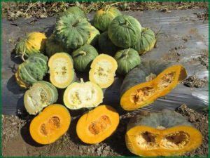 Breeding Squash For Disease Resistance CucCAP