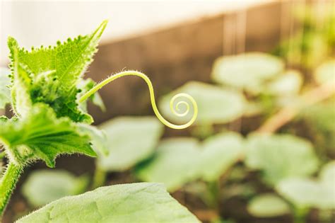 오이의 신선한 싹이 온실에서 자라 채소 재배를 위한 원 예 농부는 오이 성장 채식주의자를 위한 음식 건강한 식생활에 대한 스톡 사진 및 기타 이미지 Istock