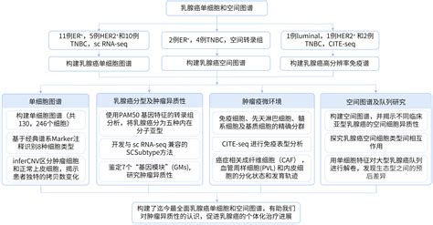 研究进展 当乳腺癌遇上单细胞测序技术（上） 知乎