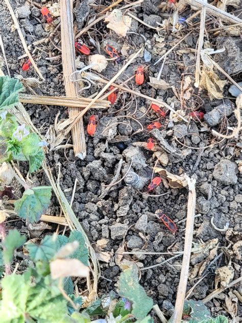 What Are These R Bugidentification