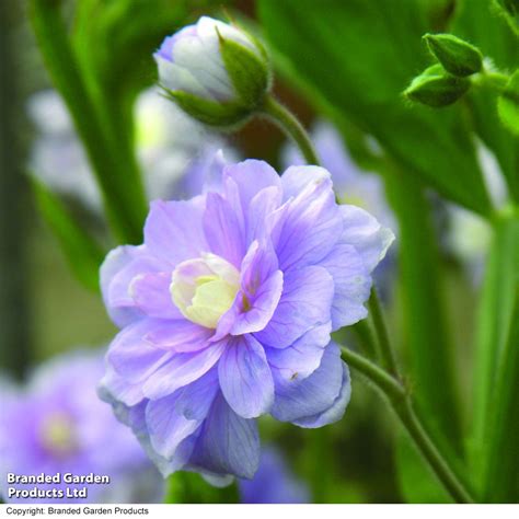 Geranium pratense 'Summer Skies' | Van Meuwen