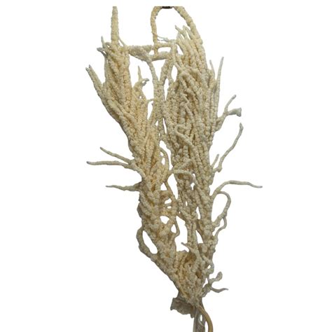 Preserved White Amaranthus Preservedusa