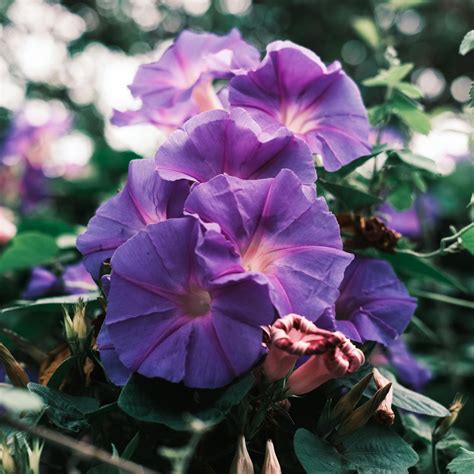 Climbers Creepers And Vines — Page 2 — Mahindra Nursery