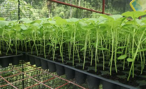 නුවර පොල් සහ පුවක් Added A New Photo නුවර පොල් සහ පුවක්