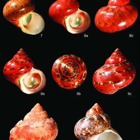 Pdf A New Turbo From The Red Sea Gastropoda Turbinidae
