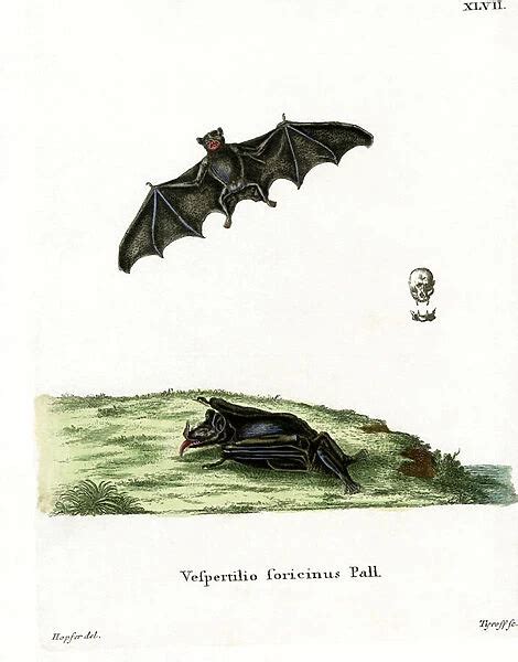 Pallass Long Tongued Bat Phyllostomidae Mammals