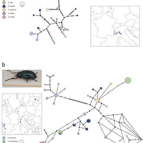 Minimum Spanning Haplotype Networks Of Coi Sequences A Download Scientific Diagram