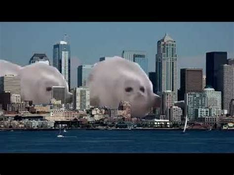 Bouncing Seals Seals Know Your Meme