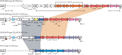 Genetic Structures Of Sccmec Of Strains Jcsc6668 And Jcsc6670 Based On Download Scientific