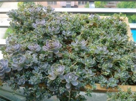 子持莲华 植物百科 百科 苗业网