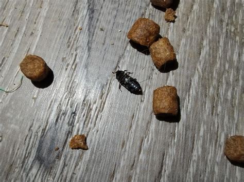 Random Bugs Appearing At Home Rbugidentification