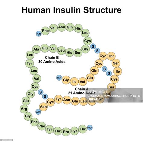 Human Insulin Structure Illustration High Res Vector Graphic Getty Images