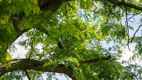 Honey Locust Description Types And Care Tips Full Guide
