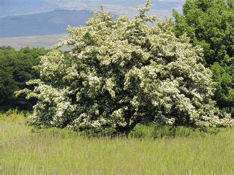 Gardening Jobs In March Sacred Earth
