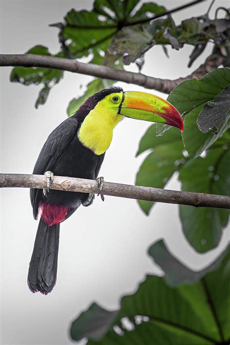 Keel Billed Toucan 1 Photograph By Rick Reiling Fine Art America
