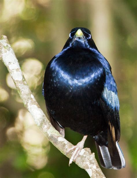 Satin Bowerbird Ptilonorhynchus Violaceus