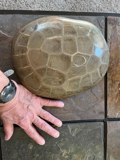 Turtle Shell Fossil R Fossilid