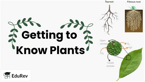 Class 6 Science Chapter 4 Extra Question Answers Getting To Know Plants