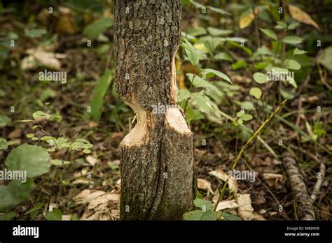 Trees Being Cut Down High Resolution Stock Photography And Images Alamy