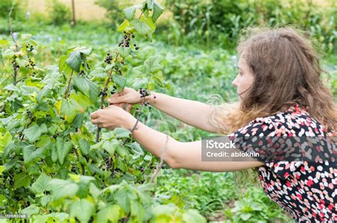 젊은 여자 여자 손 따기 과일을 들고와 러시아 또는 우크라이나 정원 다차 농장에서 식물 부시에 숙성 검은 건포도 열매를 매달려 건강한 생활방식에 대한 스톡 사진 및 기타