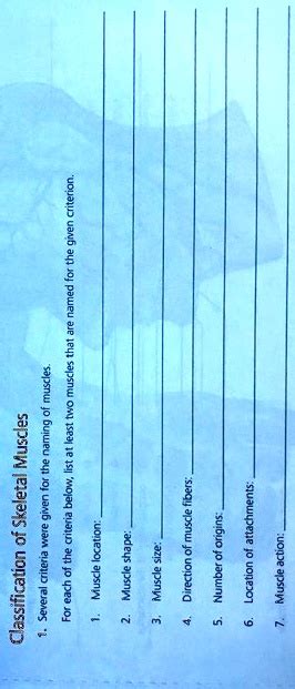 Classification Of Skeletal Muscles Gaviki
