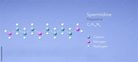 Spermidine Molecule Molecular Structures Polyamine 3d Model Structural Chemical Formula And
